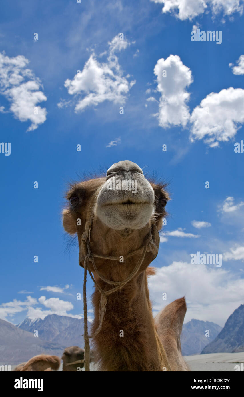 Bactrian camel. Hunder. Nubra Valley. Ladakh. India Stock Photo - Alamy