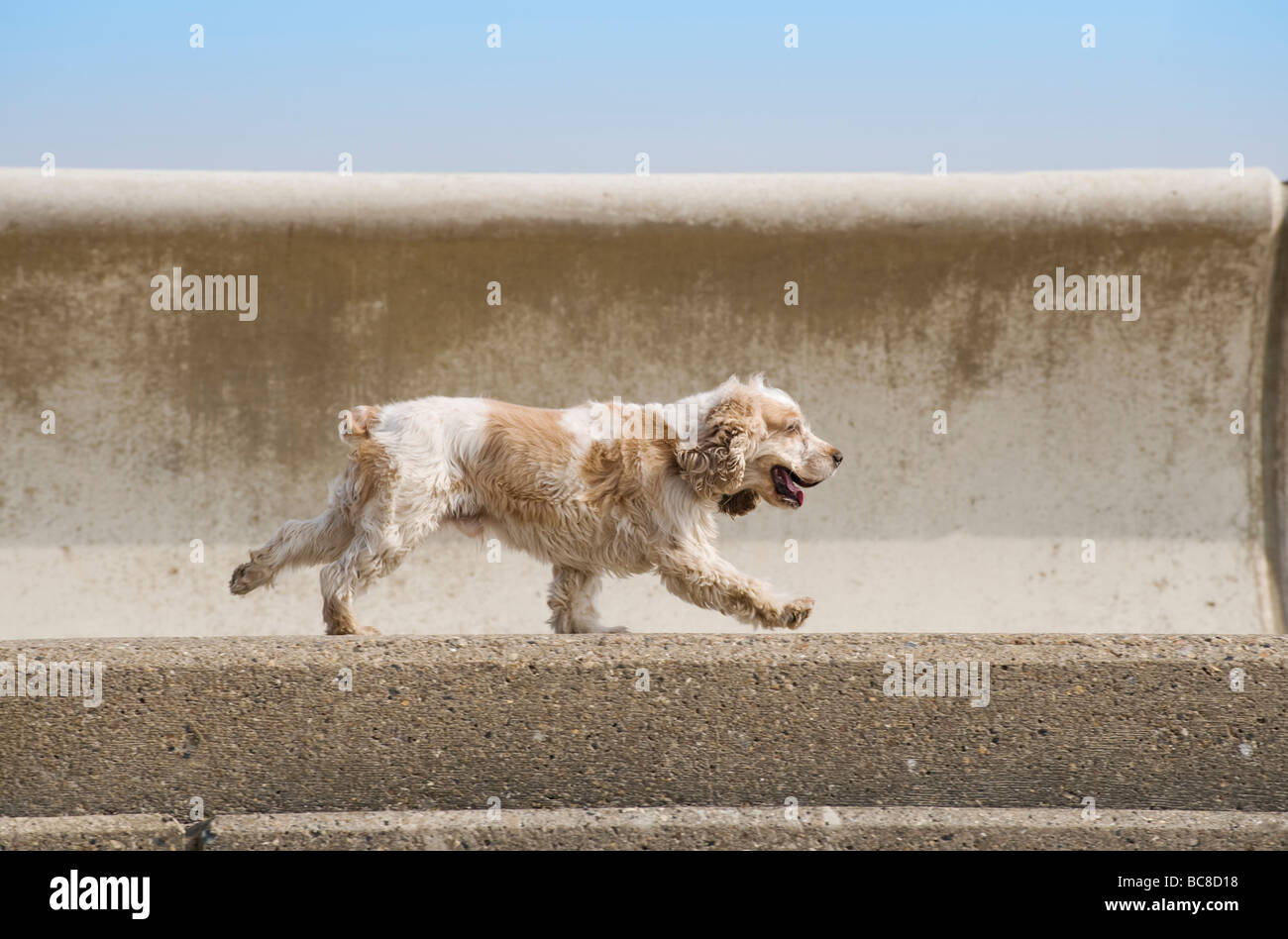 Brown spaniel dog enjoying a walk by a beach in England Stock Photo - Alamy