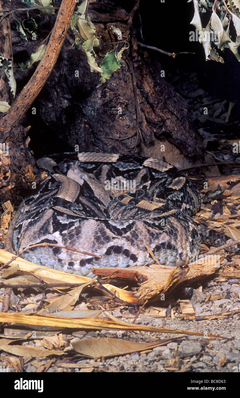 Snake coils hi-res stock photography and images - Alamy