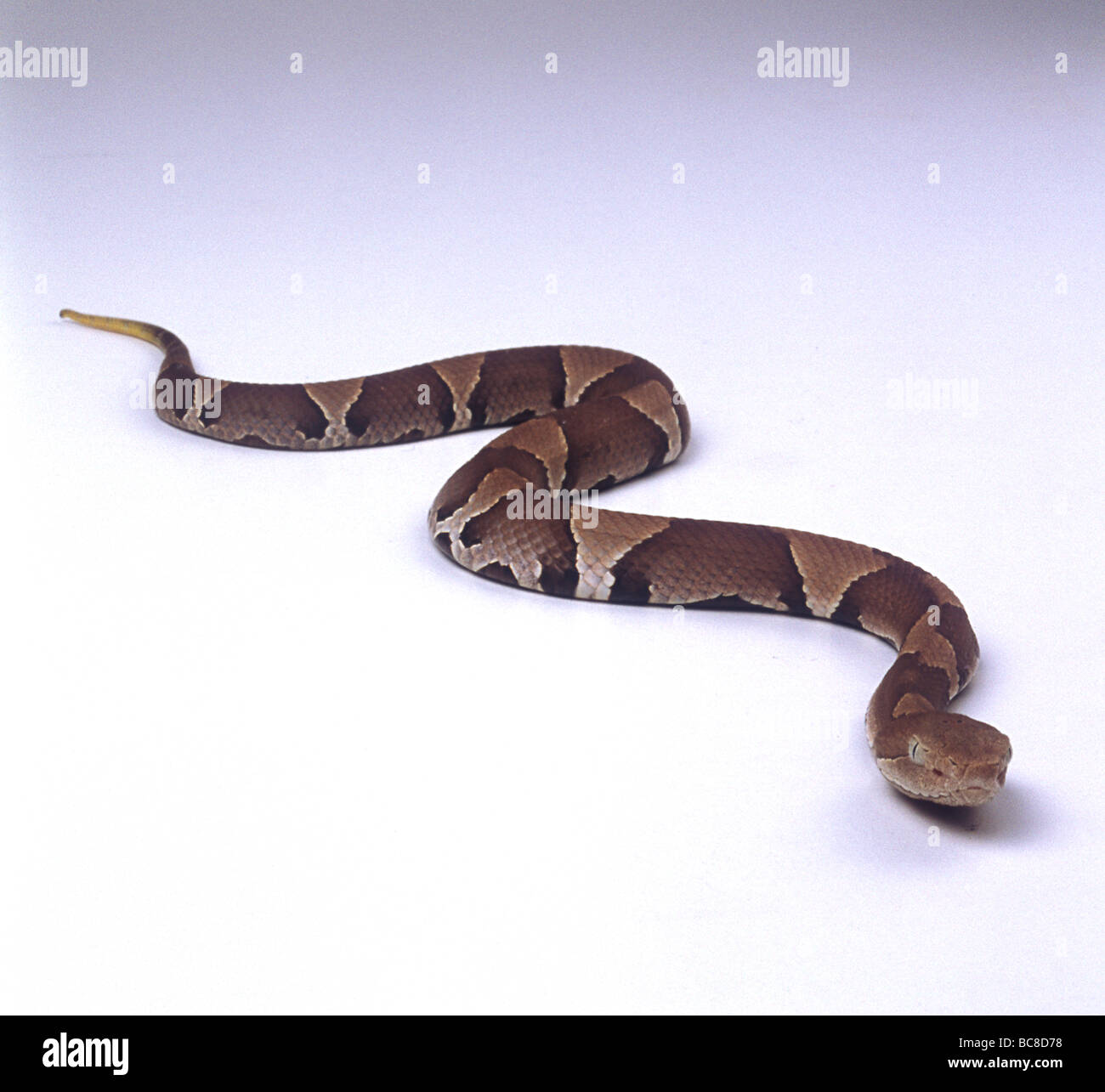 Copperhead Snake Agkistrodon contortrix Stock Photo - Alamy