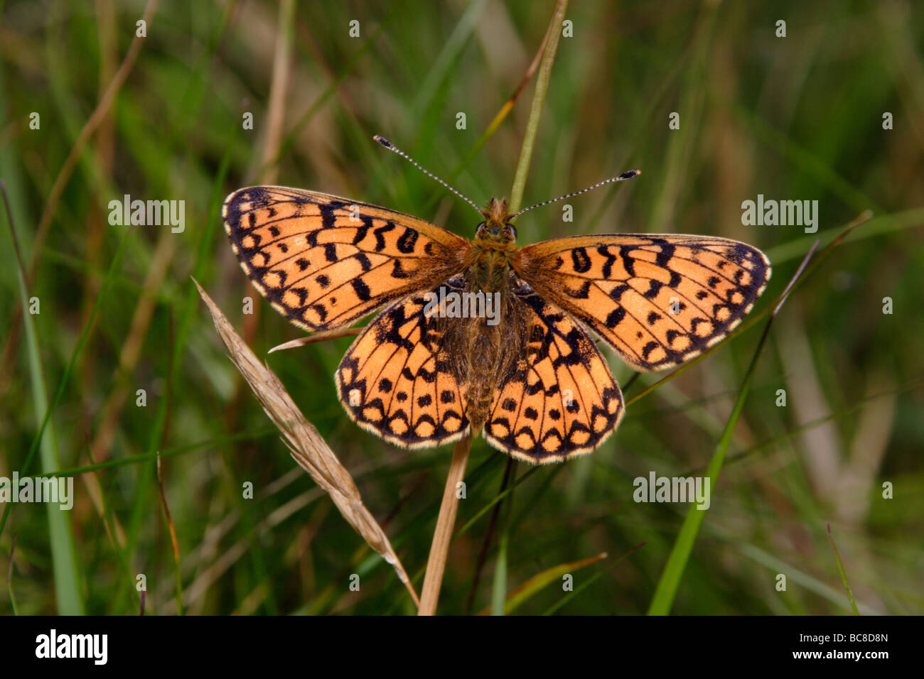 Small pearl bordered fritillary butterfly Boloria selene Nymphalidae UK ...