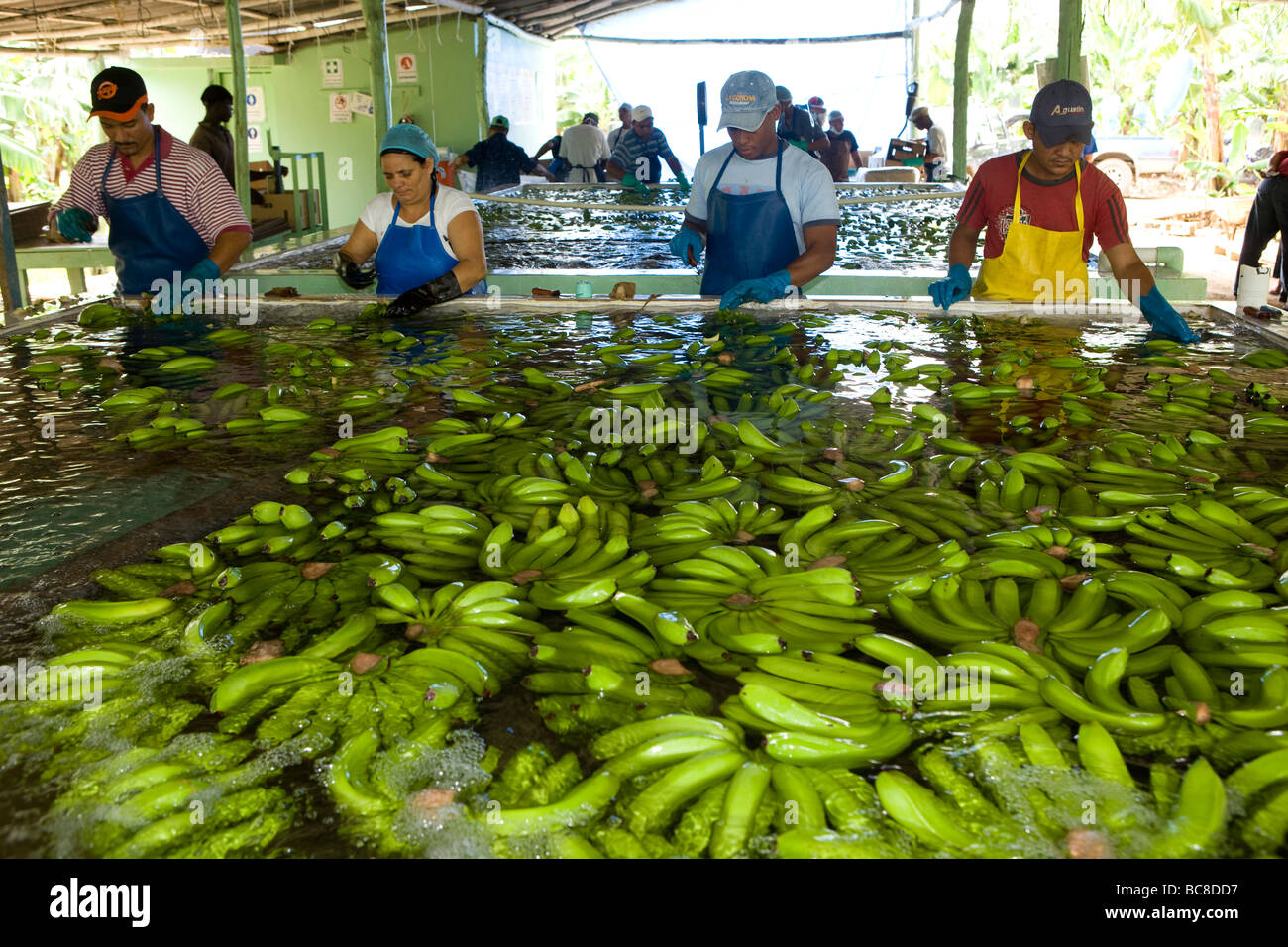 Fairtrade banana farmer, Dominican Republic Stock Photo - Alamy