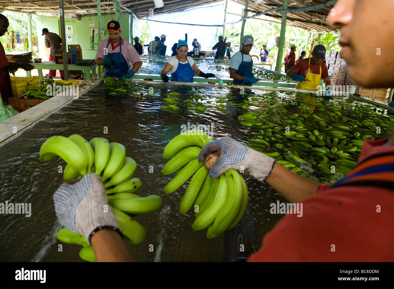 Fairtrade banana farmer, Dominican Republic Stock Photo - Alamy