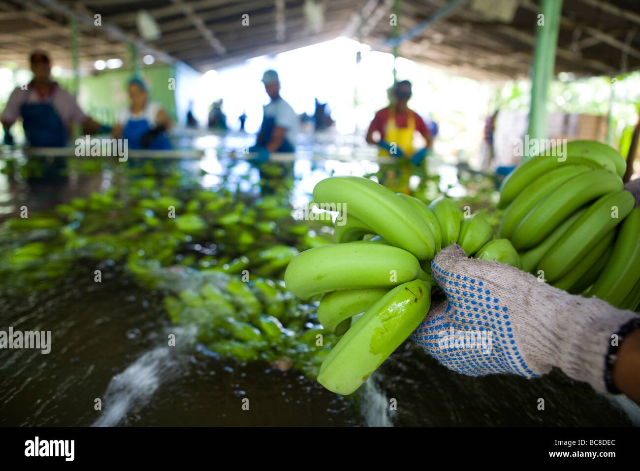 Fairtrade banana farmer, Dominican Republic Stock Photo - Alamy