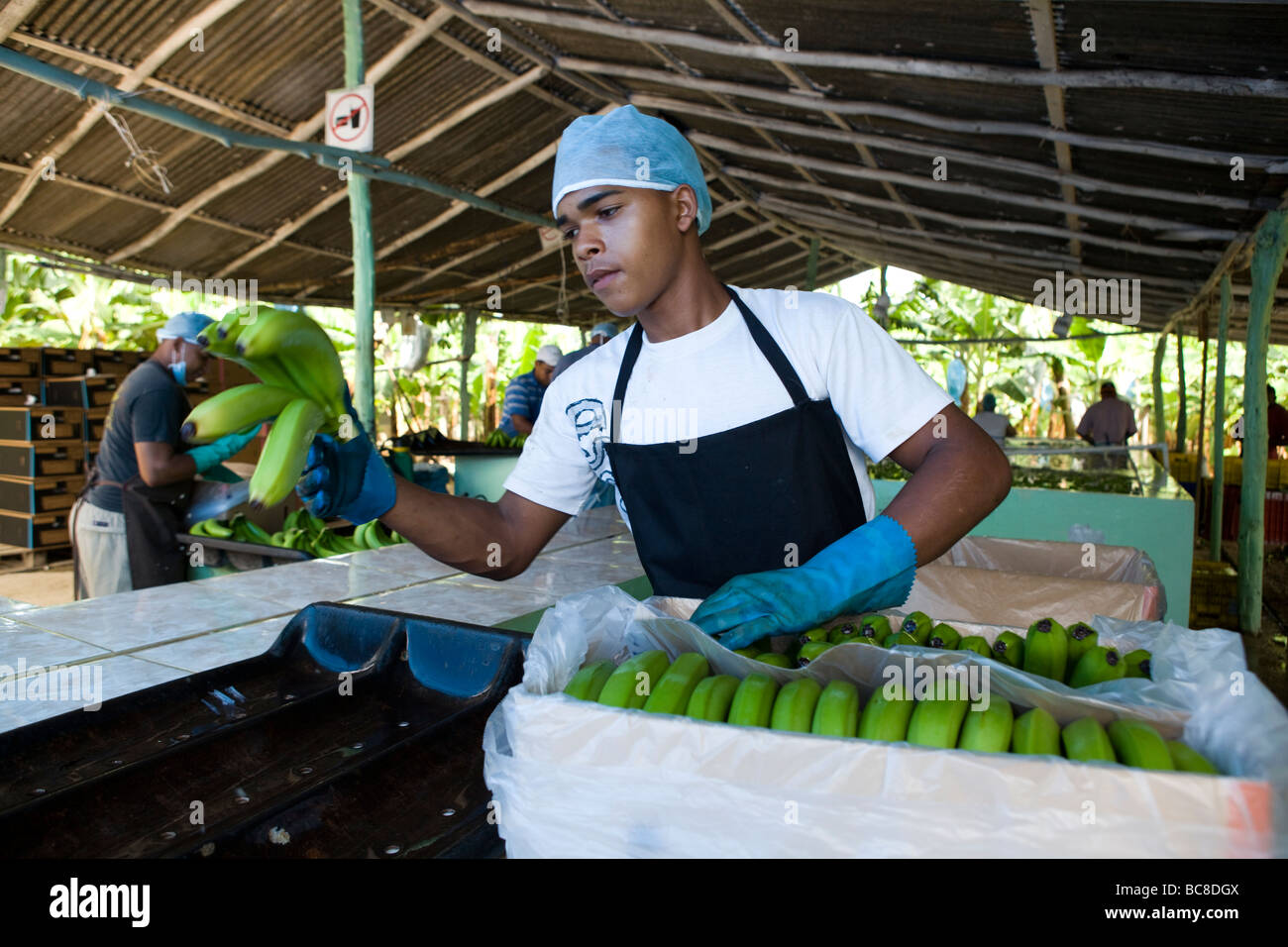 Fairtrade banana farmer, Dominican Republic Stock Photo - Alamy