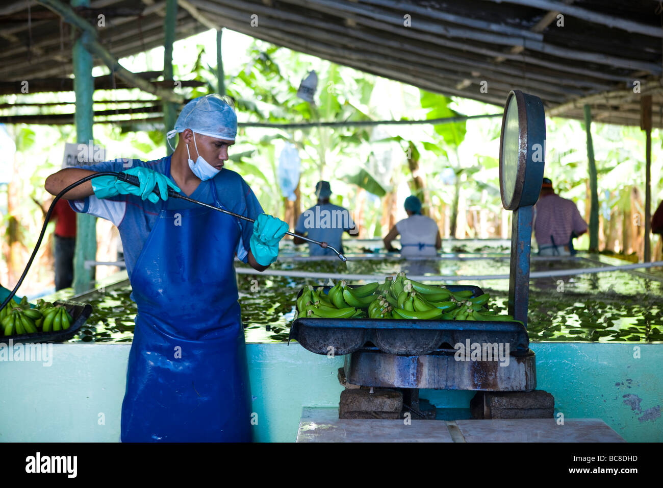 Fairtrade banana farmer, Dominican Republic Stock Photo - Alamy