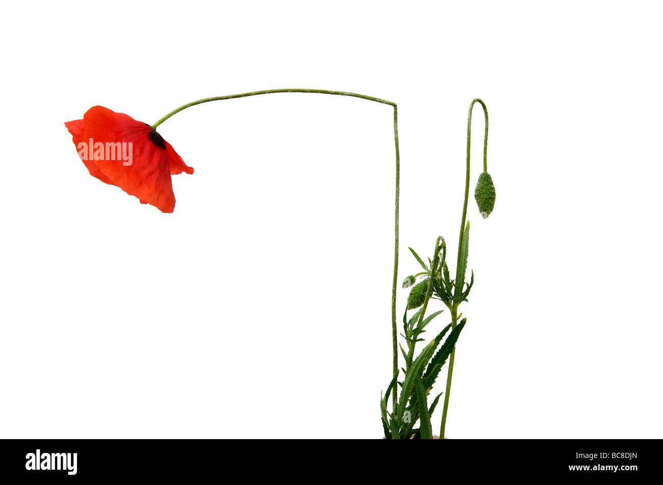 Curved flower Cut Out Stock Images & Pictures - Alamy