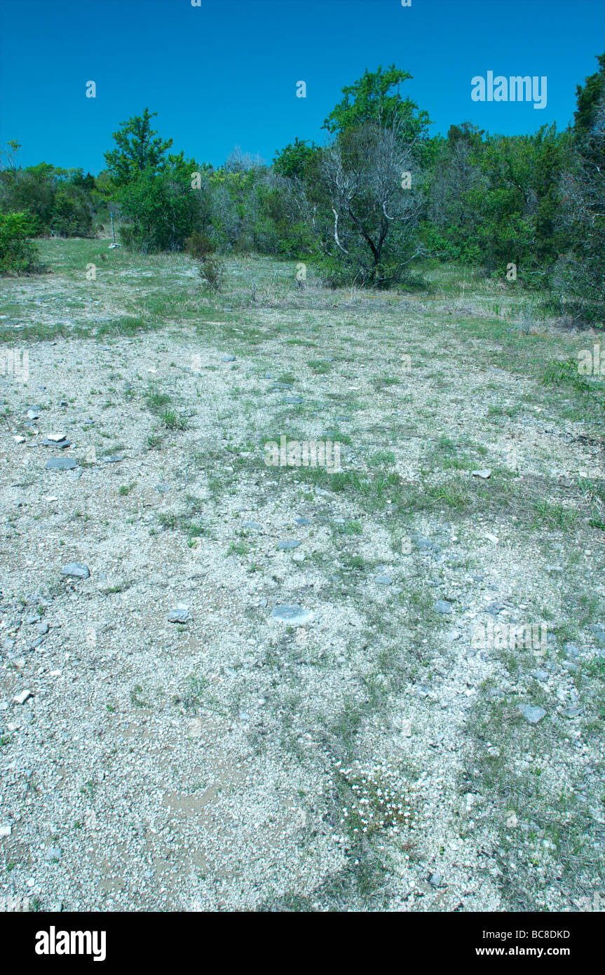 Scenic View With old Cedar Tree Flat Rock Cedar Glade State Natural ...