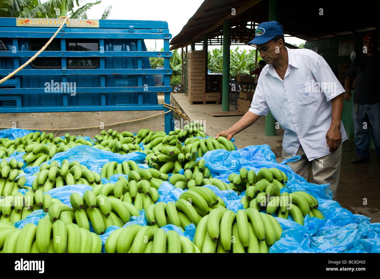 Fairtrade banana farmer, Dominican Republic Stock Photo - Alamy