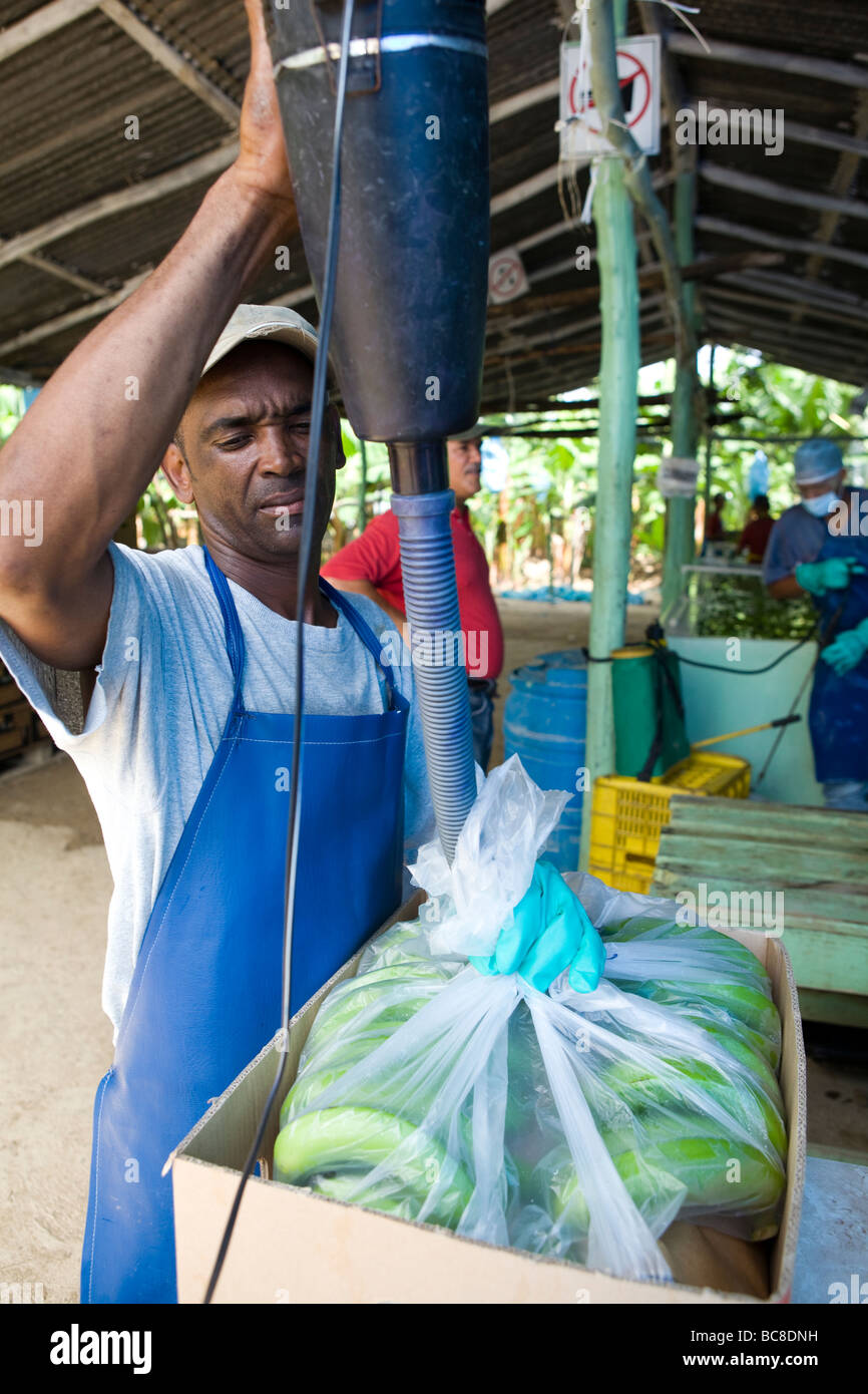 Fairtrade banana farmer, Dominican Republic Stock Photo - Alamy