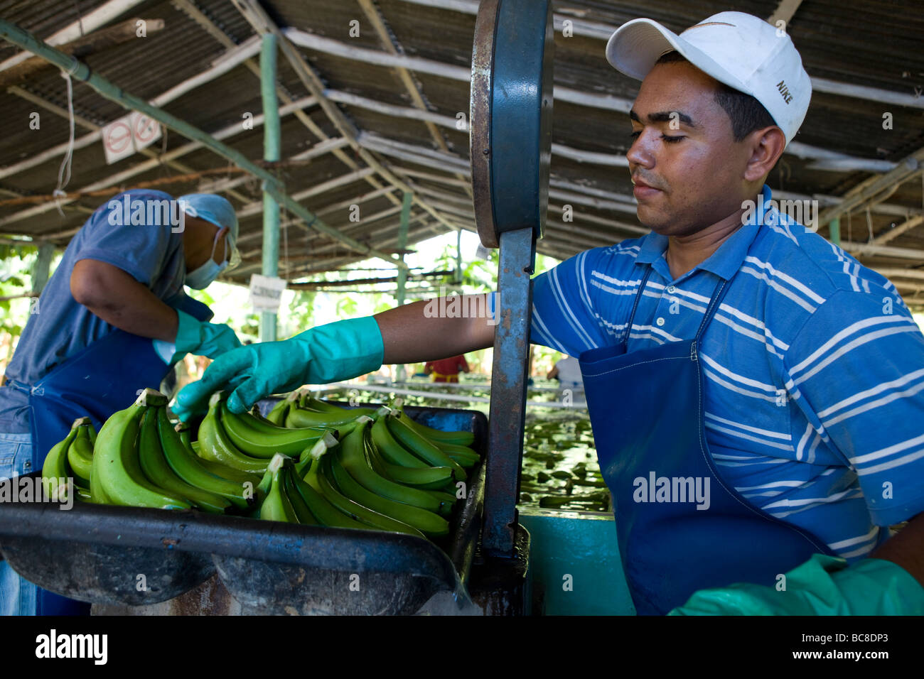 Fairtrade banana farmer, Dominican Republic Stock Photo - Alamy