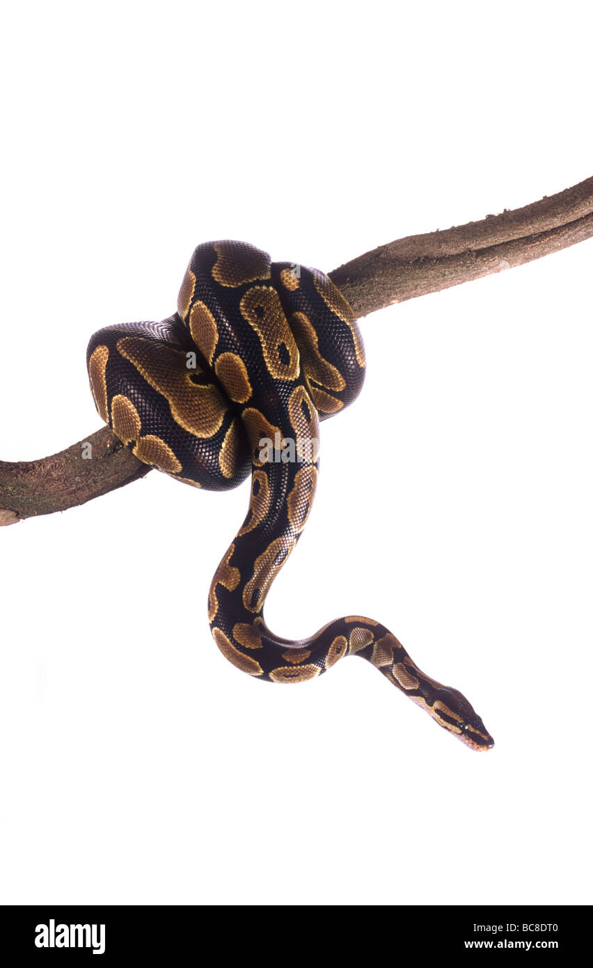 Snake coiled around a branch Stock Photo - Alamy