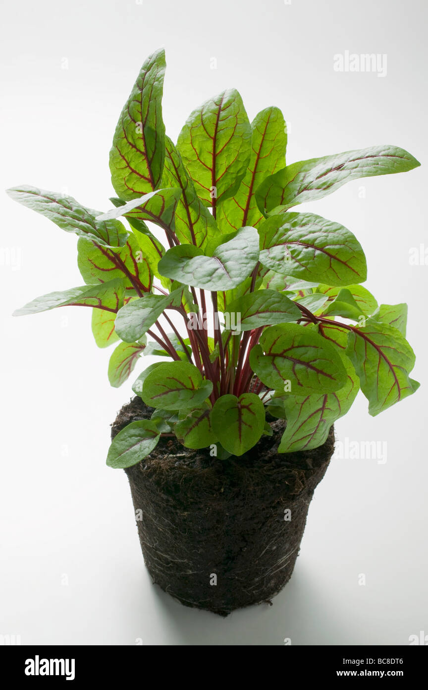 Sorrel rumex rugosus hi-res stock photography and images - Alamy