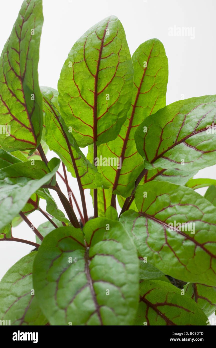 Sorrel leaves rumex hi-res stock photography and images - Alamy