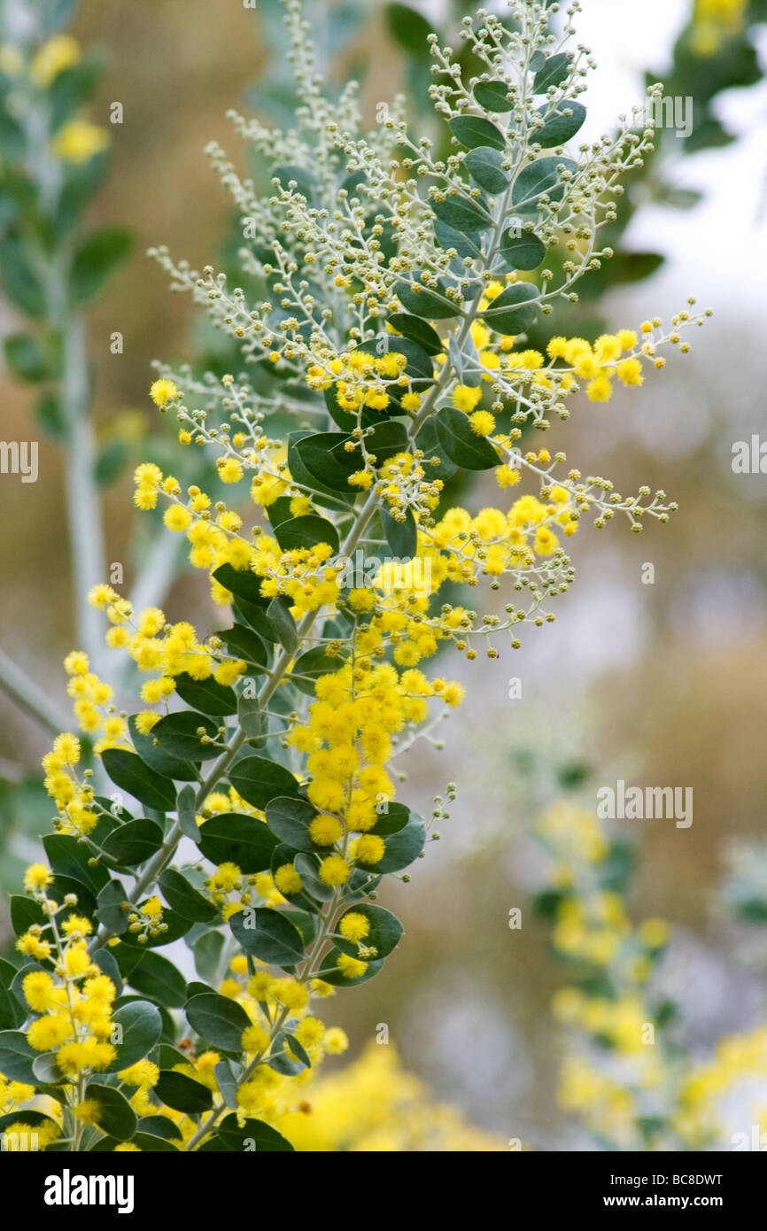 Acacia tree in bloom Stock Photo - Alamy
