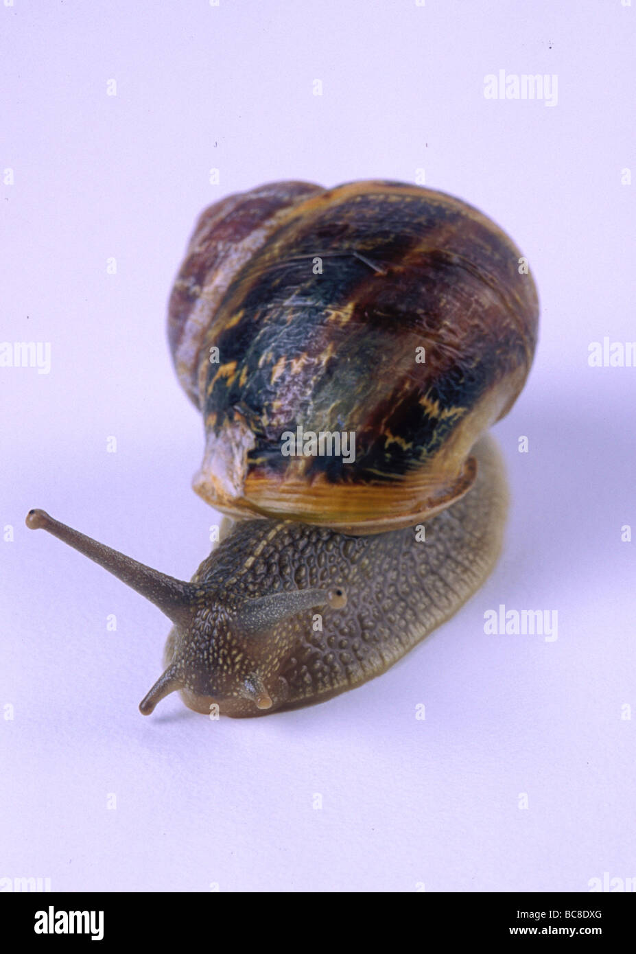 Land snails stylommatophora pulmonata hi-res stock photography and ...
