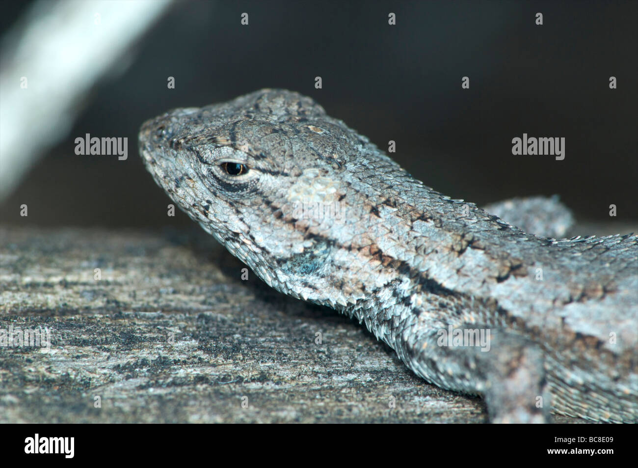 Eastern Fence Lizard Flat Rock Cedar Glade State Natural Area Tennessee ...