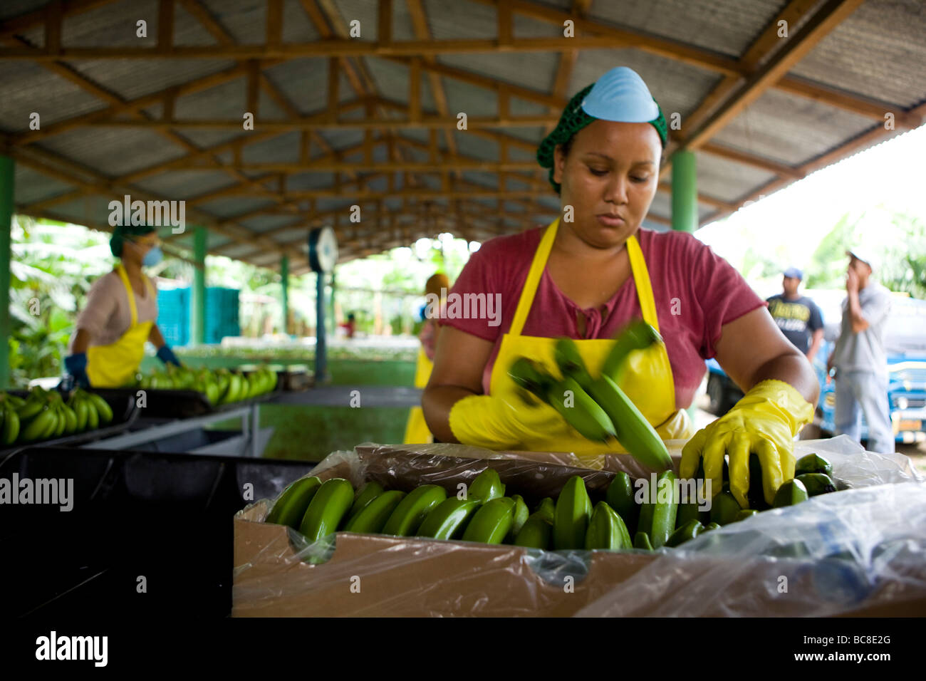 Fairtrade banana farmer, Dominican Republic Stock Photo - Alamy