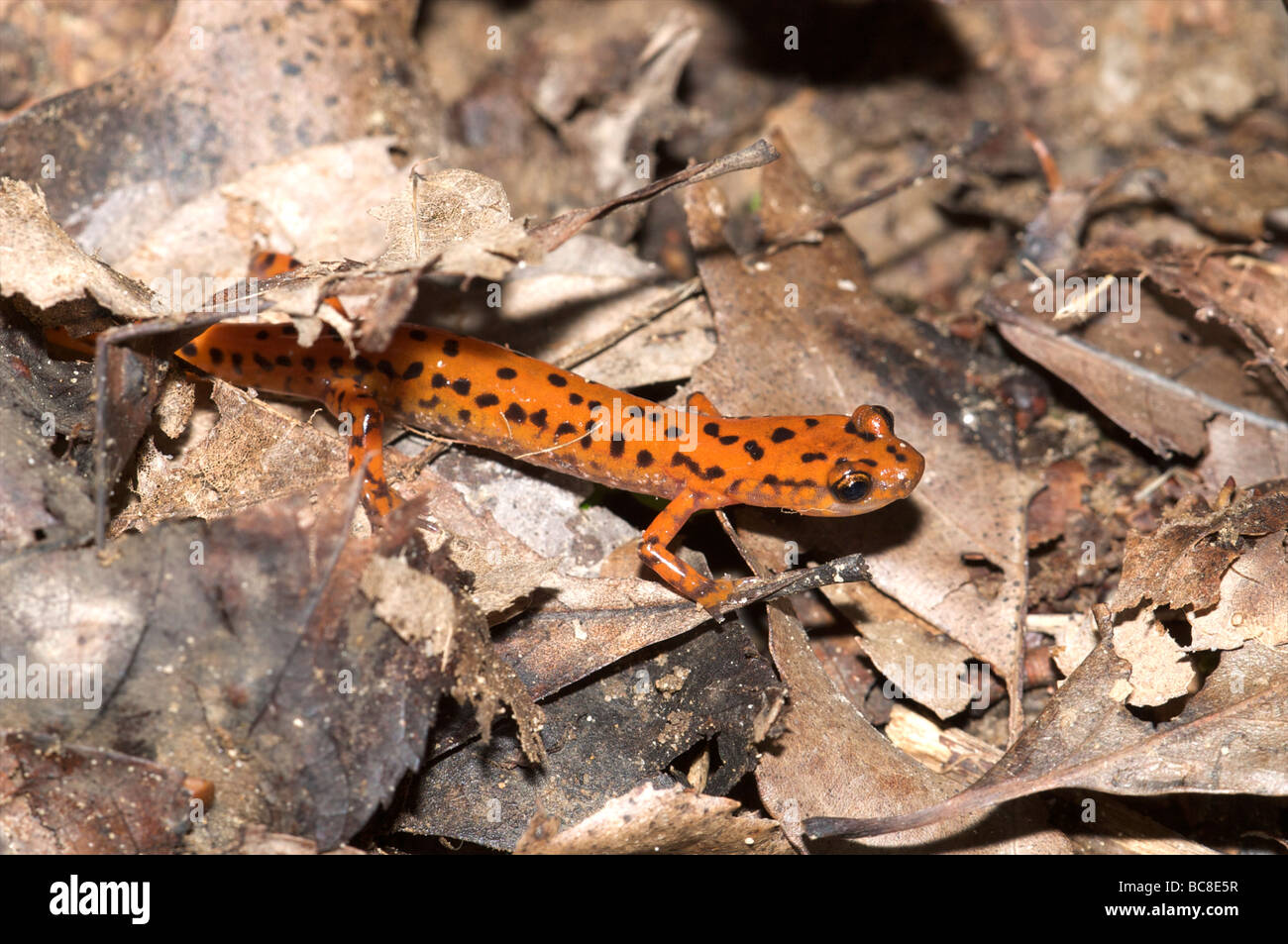 Rare salamander hi-res stock photography and images - Alamy