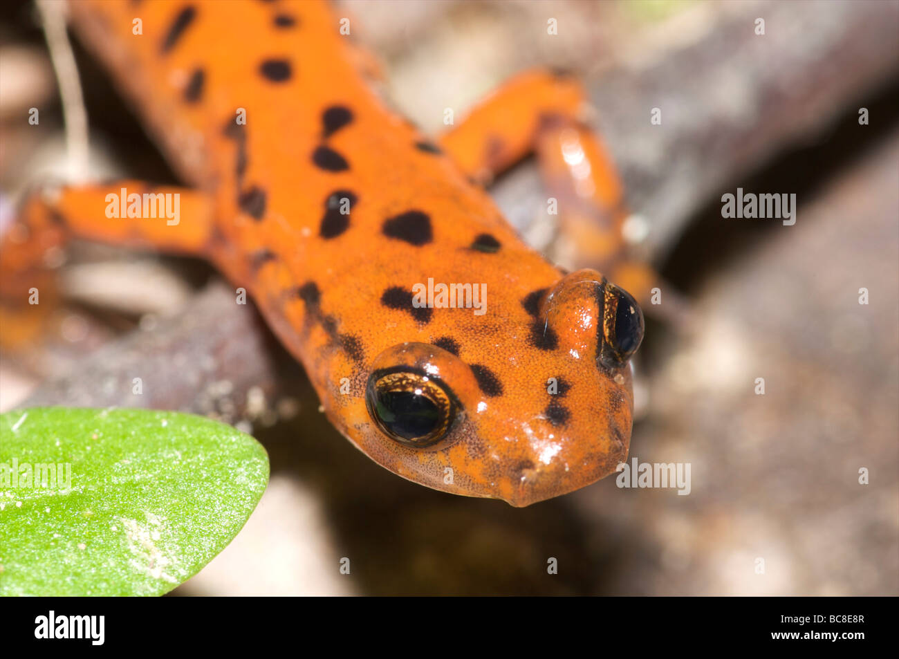 Endangered salamander hi-res stock photography and images - Alamy