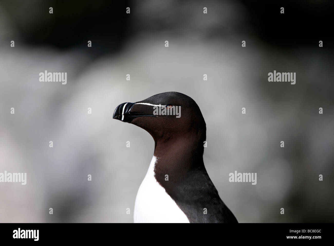 Razorbill on cliff face on the Treshnish Isles Stock Photo - Alamy