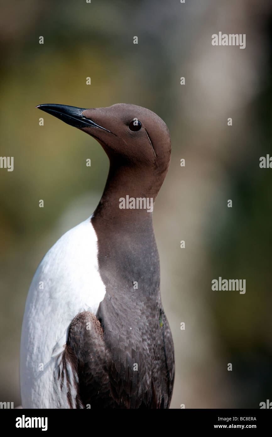 Alcidae bird hi-res stock photography and images - Alamy