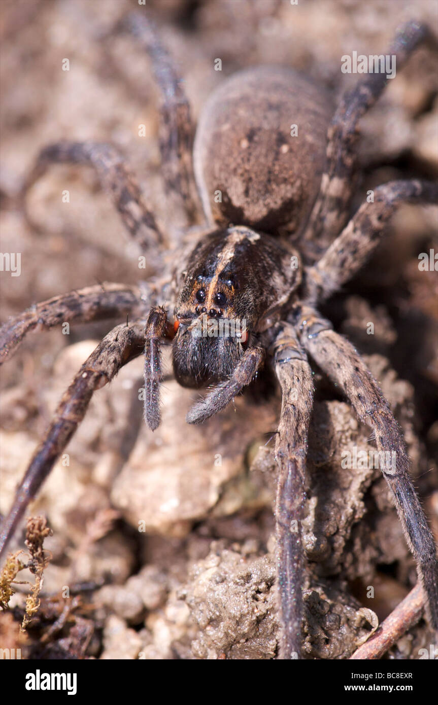 Carolina wolf spider hi-res stock photography and images - Alamy