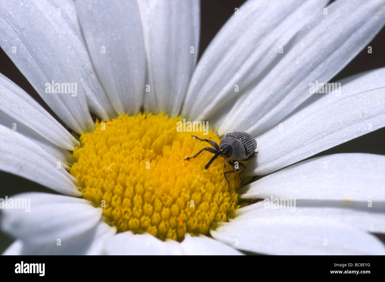 Oxeye Daisy Flower with weevil Flat Rock Cedar Glade State Natural Area ...