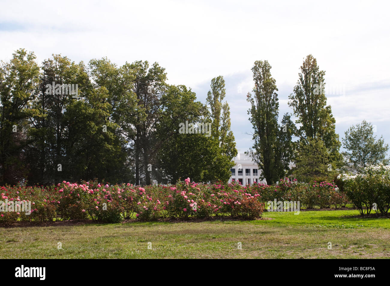 Rose garden near the Old Parliament House, Canberra, ACT, Australia ...
