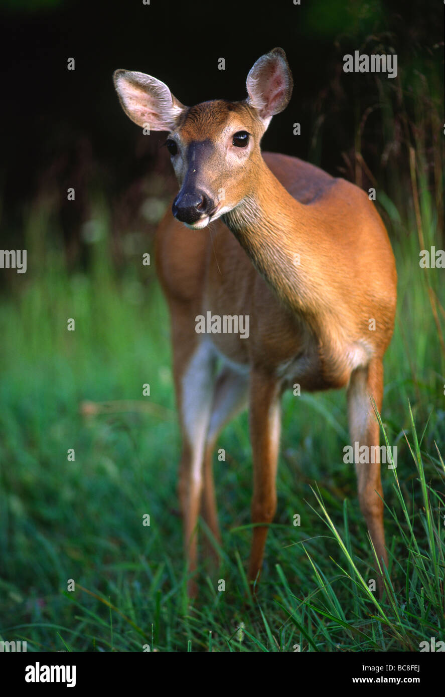 Whitetail Deer in Tall grass Great Smoky Mountains National Park ...