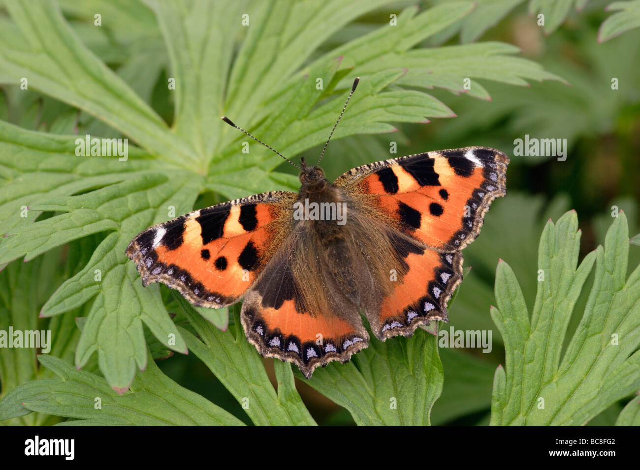 Small tortoiseshell butterfly Aglais urticae Nymphalidae basking in a ...