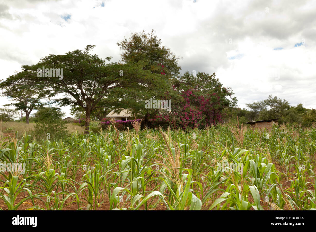 Maize field underplanted with beans. Kikwe Village Arumeru District ...