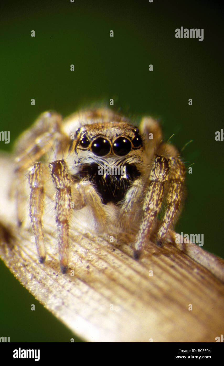 close up of the head and eyes of a Jumping Spider, Sitticus pubescens ...