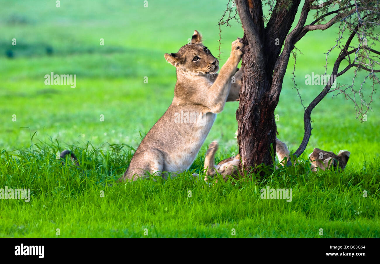 lioness sharping claws Stock Photo - Alamy