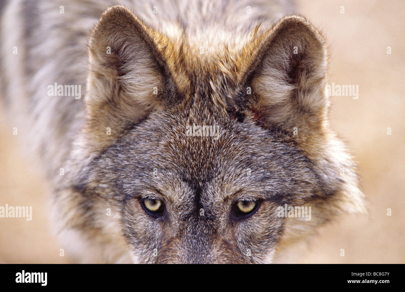 Gray wolf eyes closeup Canis Lupus Timber Wolf Stock Photo - Alamy