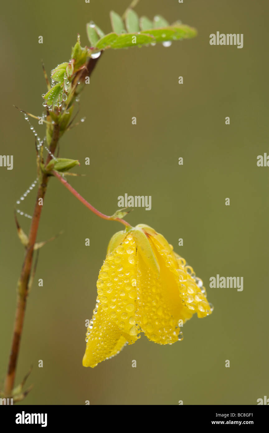 Dew covered flower Stock Photo - Alamy