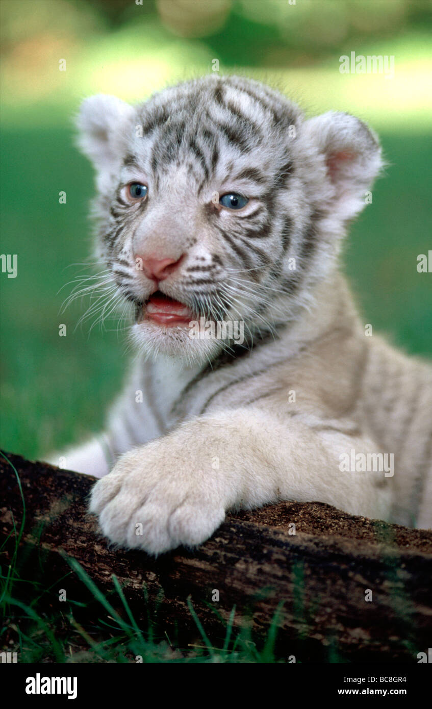 Baby Bengal Tiger Cub Portrait Nashville Zoo Stock Photo - Alamy