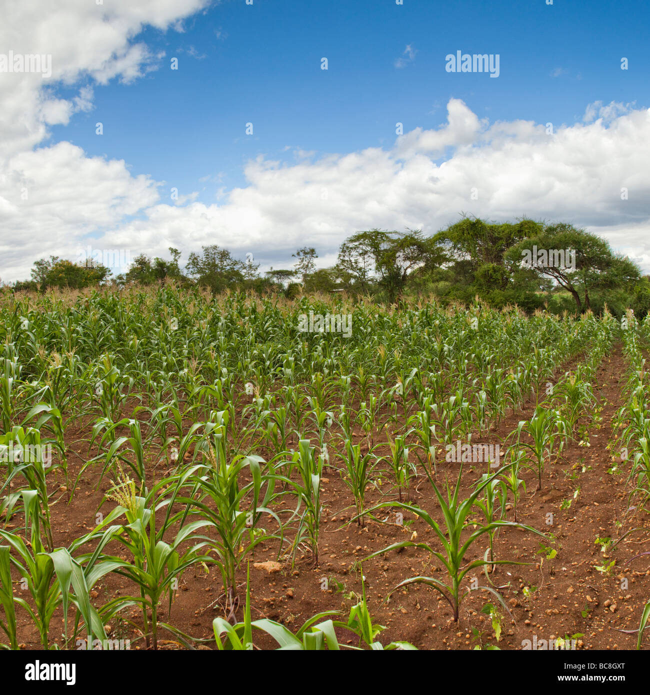 Maize field underplanted with beans. Kikwe Village Arumeru District ...