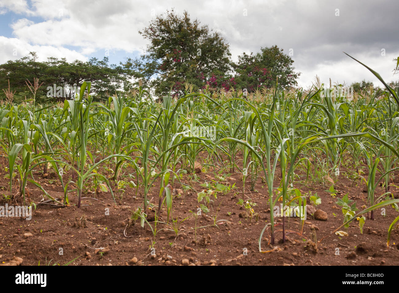 Maize field underplanted with beans. Kikwe Village Arumeru District ...