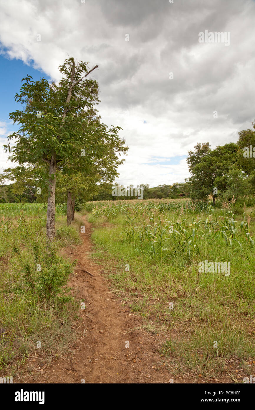 Track leading to a maize field. Kikwe Village Arumeru District Arusha ...