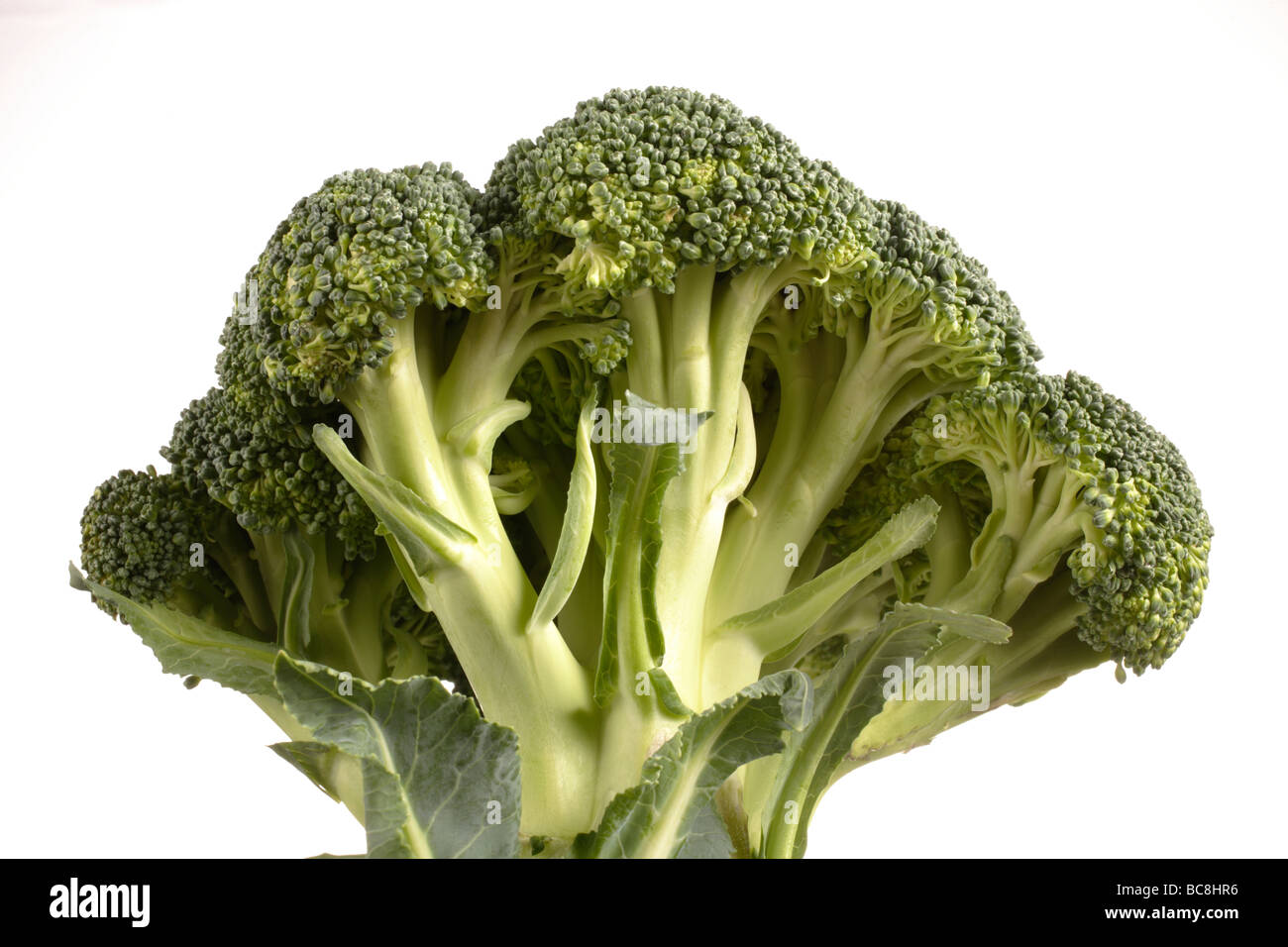 Broccoli brassica oleracea hi-res stock photography and images - Alamy