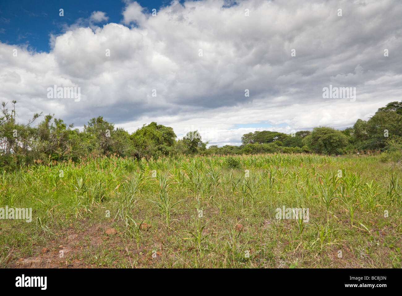 Maize field. Kikwe Village Arumeru District Arusha Tanzania Stock Photo ...