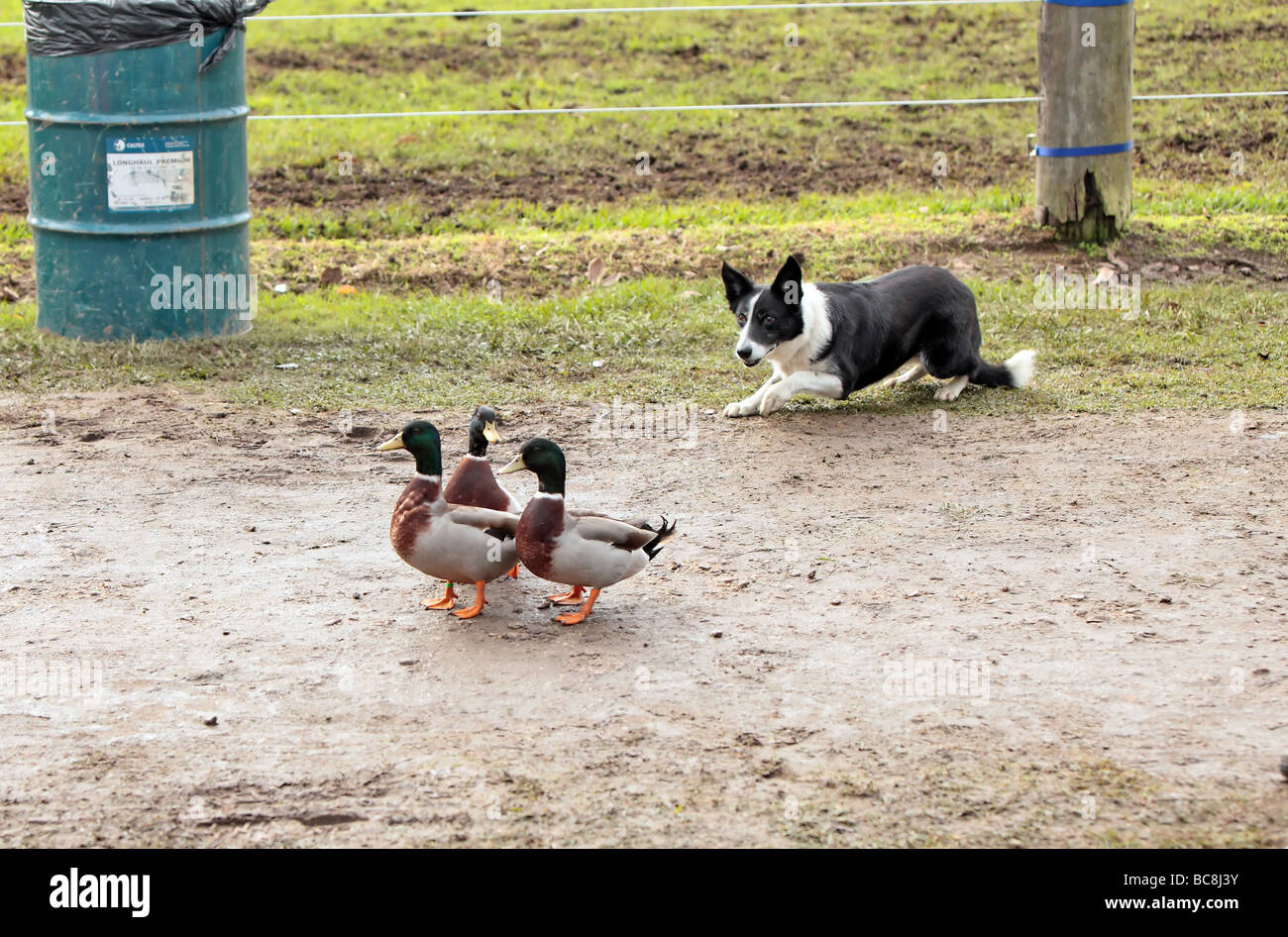 Sheep dog trained to herd ducks Stock Photo - Alamy