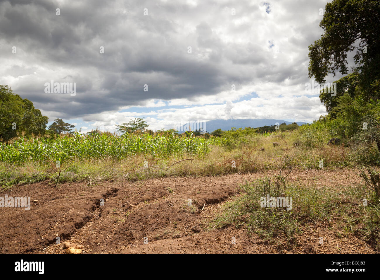 Scrubland with a Maize field in the background. Kikwe Village Arumeru ...
