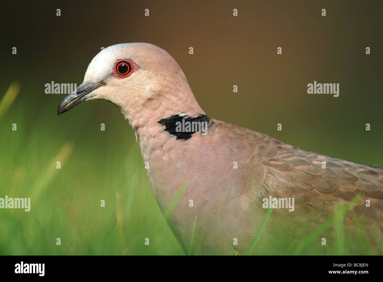 Red eyed dove hi-res stock photography and images - Alamy