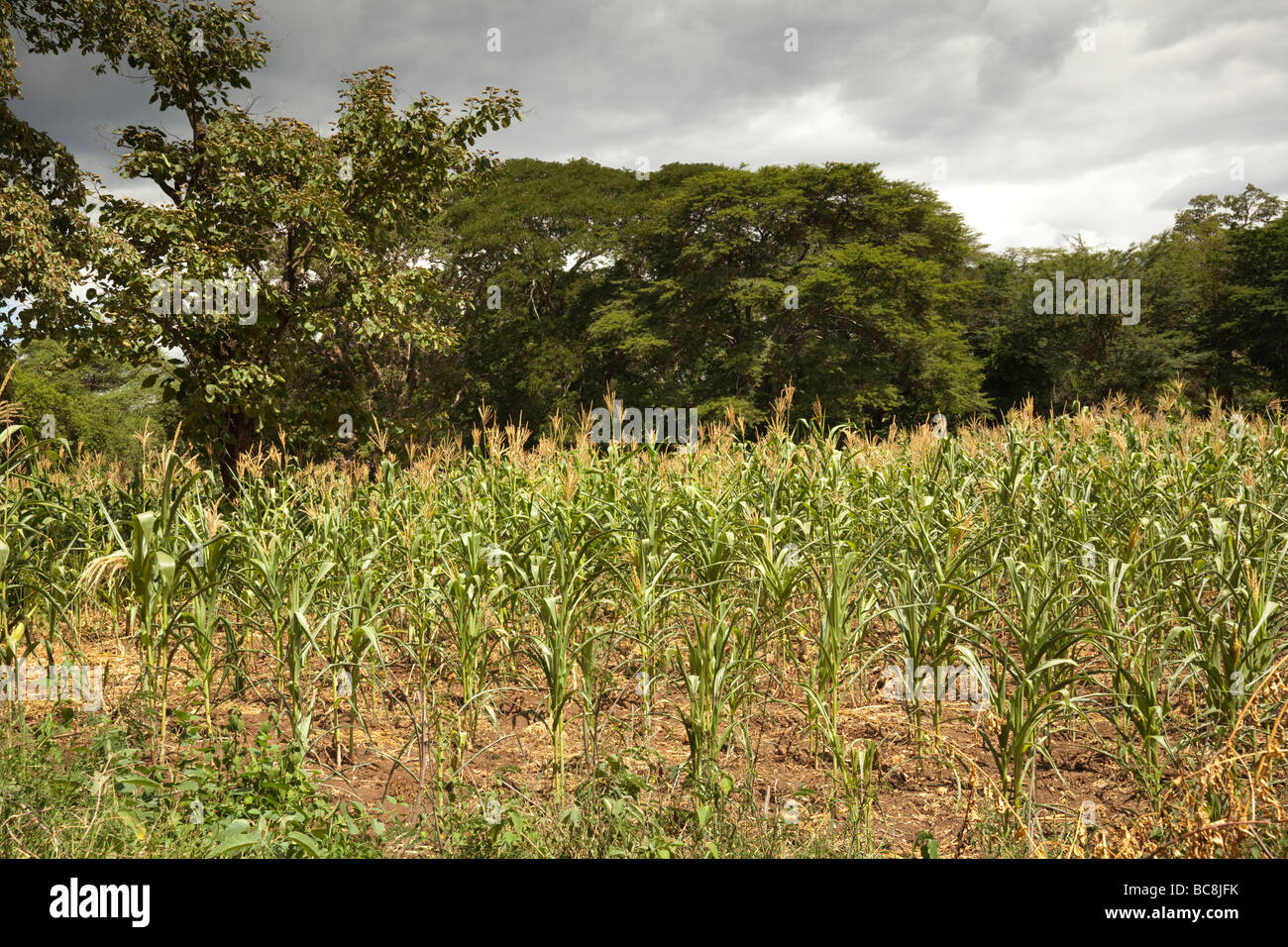 Maize field. Kikwe Village Arumeru District Arusha Tanzania Stock Photo ...