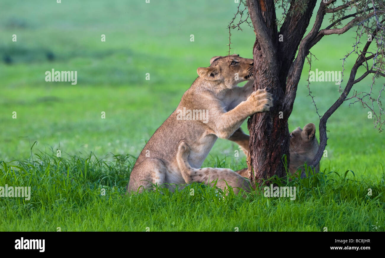 lioness sharping claws Stock Photo - Alamy
