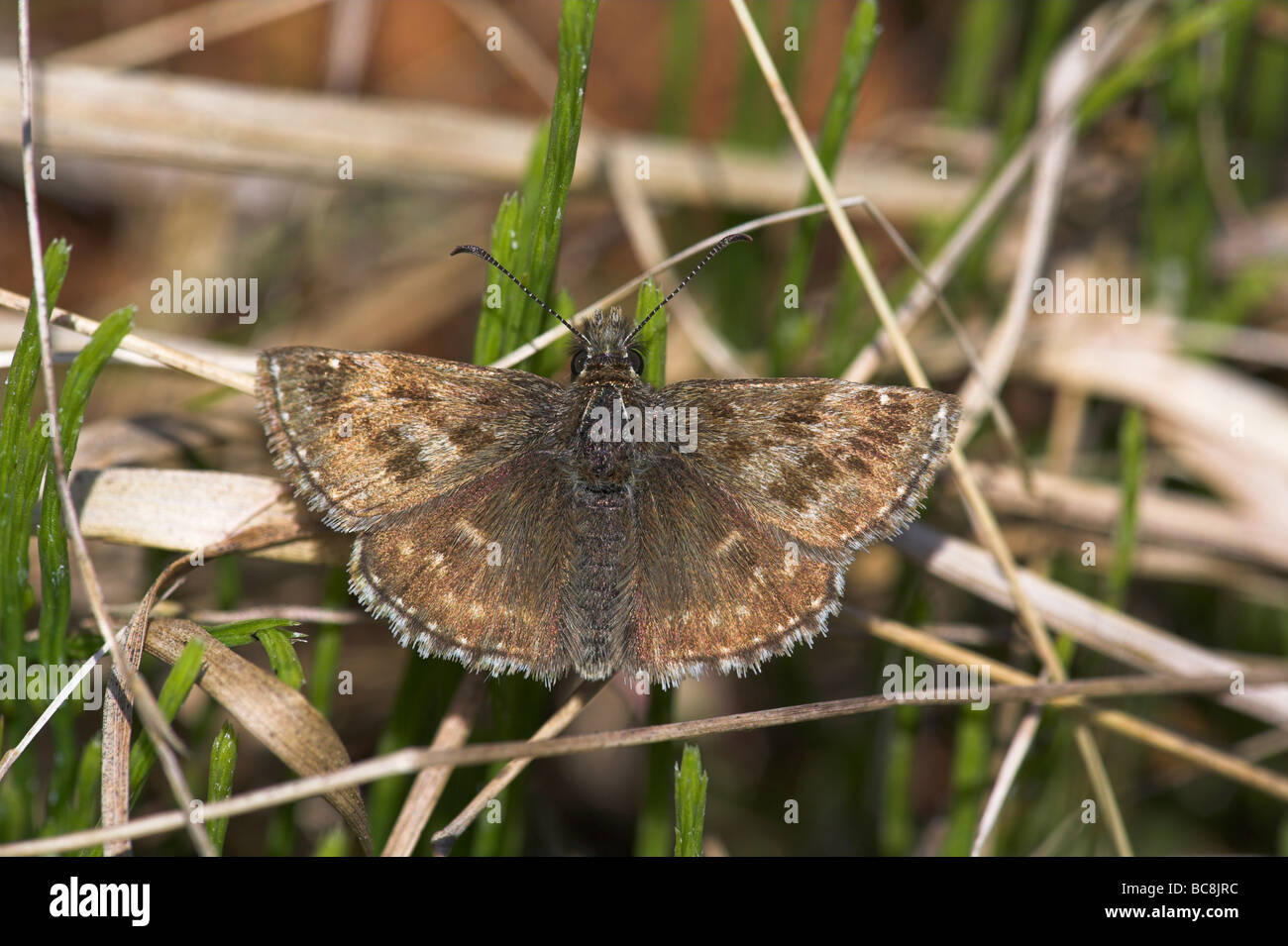 Dingy skipper erynnis tages hi-res stock photography and images - Alamy