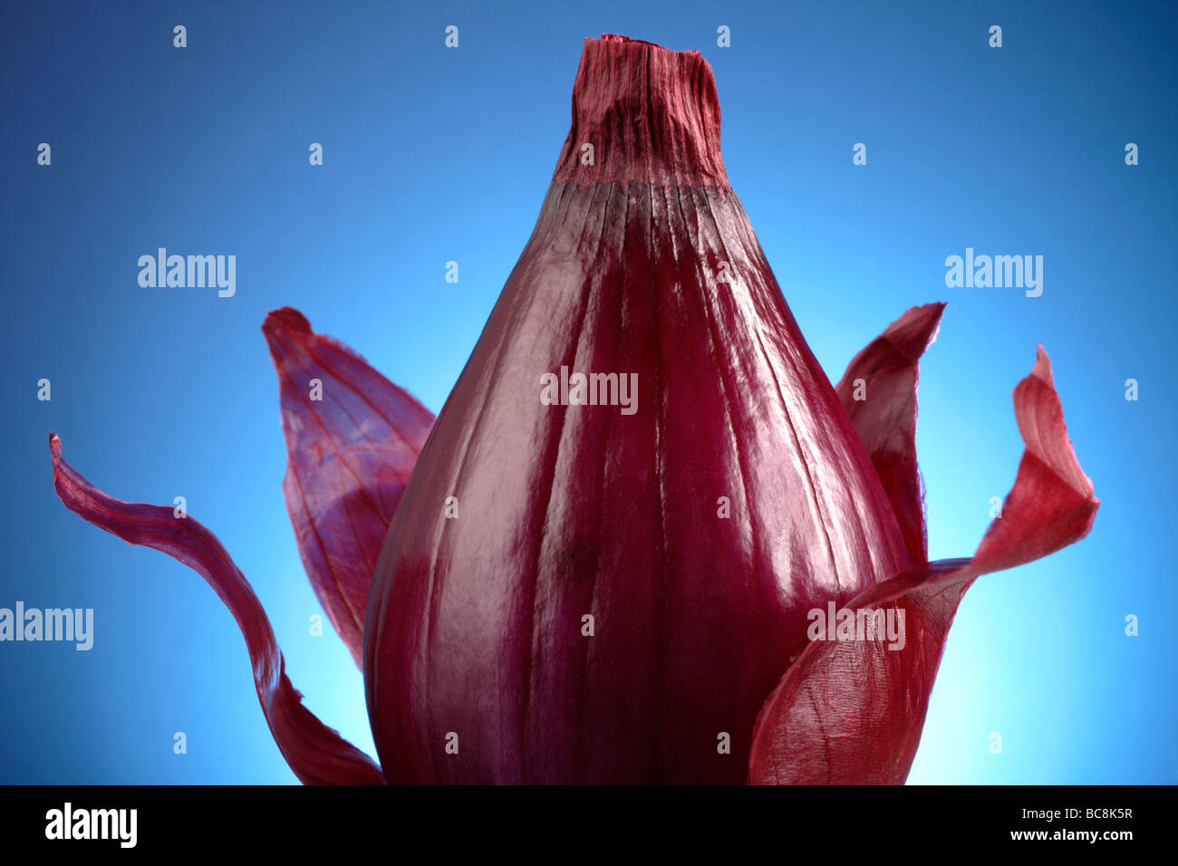 Onion colour hi-res stock photography and images - Alamy