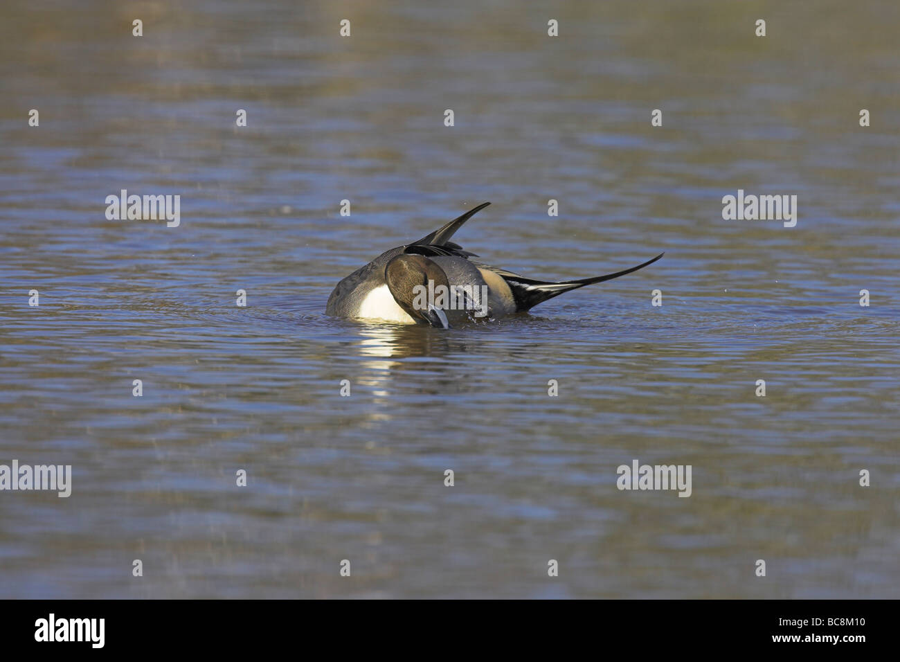 Northern Pintail Anas actua male scratching with webbed foot on pool at ...